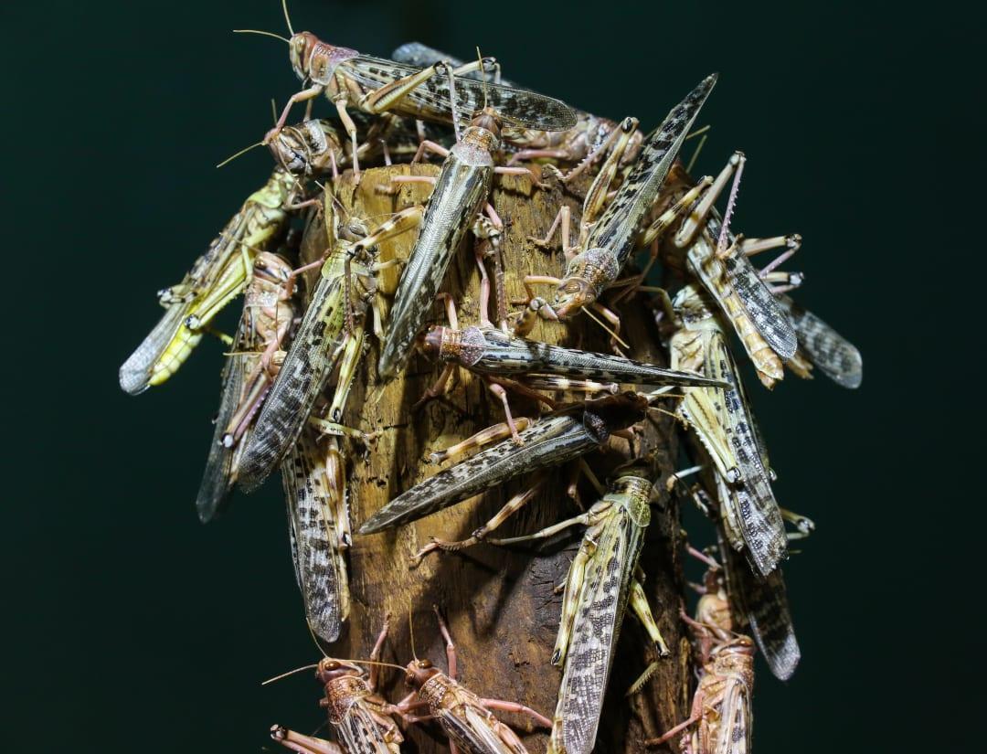 Pakistan PM declares emergency over locust insects destroying crops