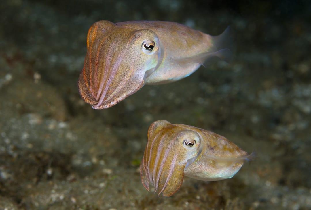 Cuttlefish eat less when they know there is shrimp for dinner: Study
