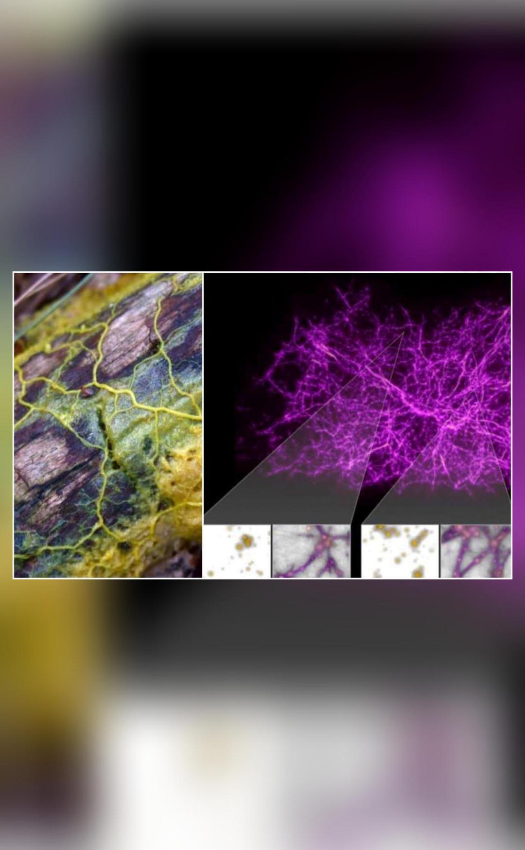 Slime mold helps scientists map dark matter that holds universe ...