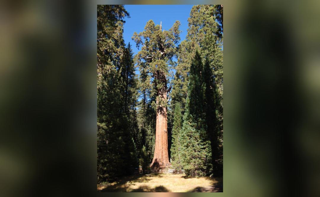 Earth's largest living tree is 275 feet tall and over 2,000 years old ...